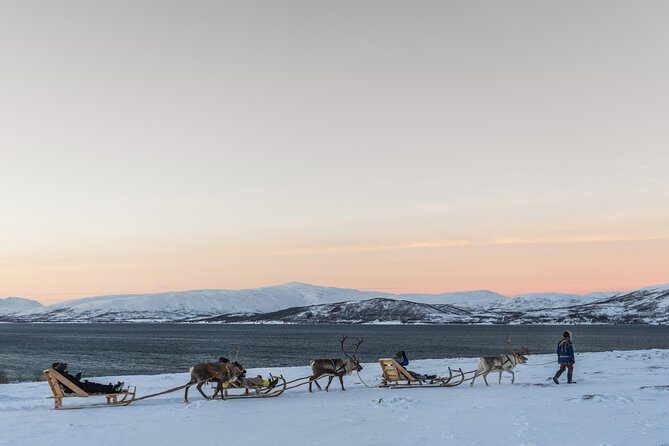 Sami Culture and Short Reindeer Sledding from Tromso - Common Questions