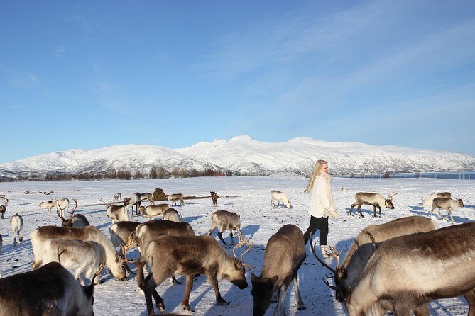 Sami Culture and Short Reindeer Sledding from Tromso - Final Thoughts
