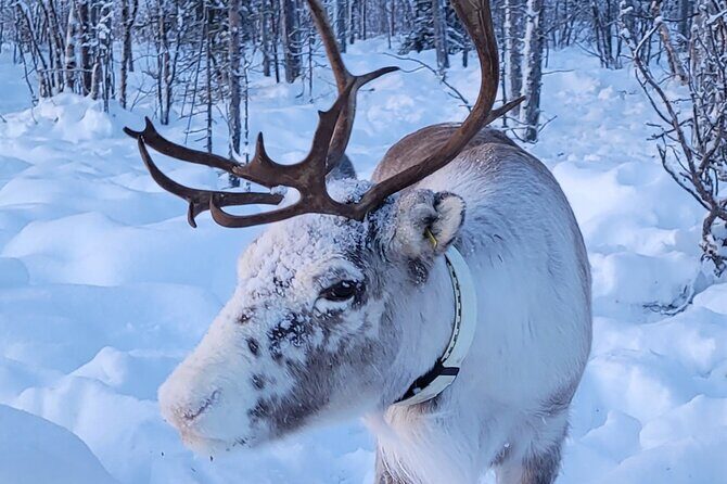 Sami day tour adventure - Key Points