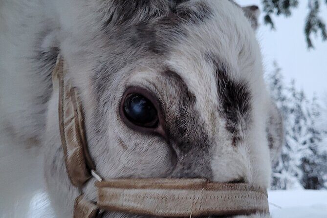 Sami day tour adventure - Final Thoughts