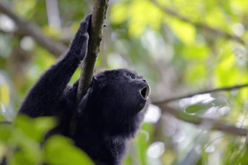 San Cristobal: 5 Days Jungle Adventure - Key Points