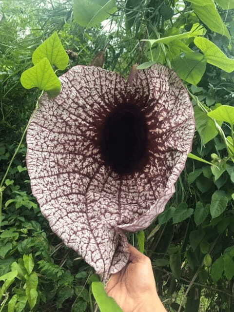 San Cristobal: Coffee Tour in the Mountains of Chiapas - Key Points