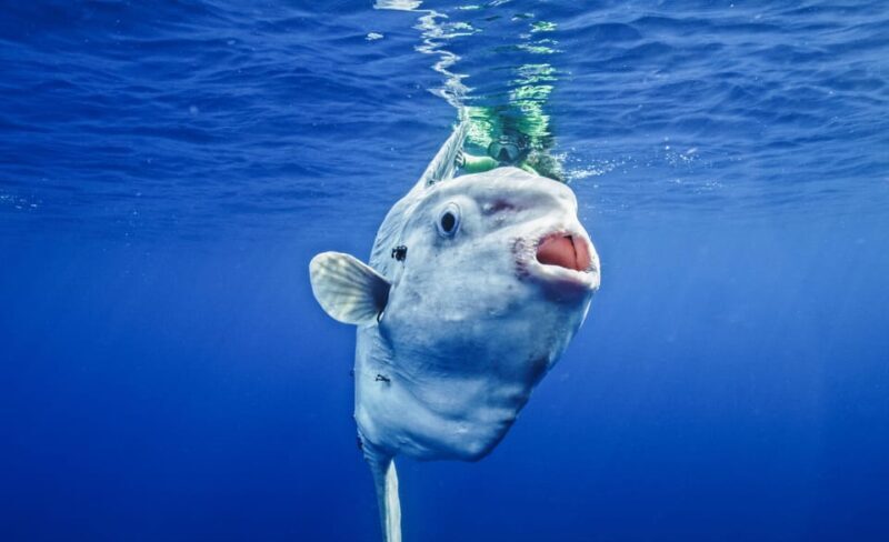 San Diego Ocean Safari: 6-Hour Snorkel Adventure! - Final Thoughts: Is It Worth It?