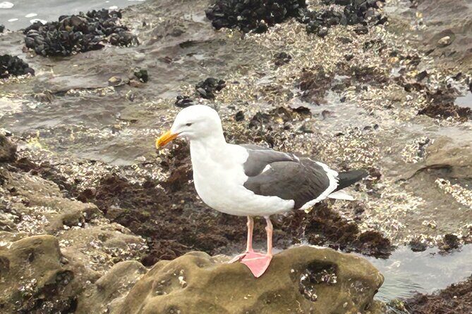 San Diego Tide Pool Tour - Final Words