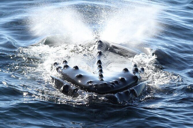 San Diego Whale/Dolphin Watching Cruise Aboard Luxury Vessel - What to Expect from the San Diego Whale and Dolphin Watching Cruise