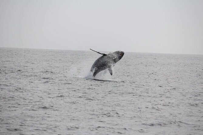 San Diego Whale/Dolphin Watching Cruise Aboard Luxury Vessel - Final Thoughts