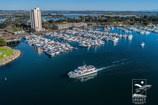 San Diego Whale Watching 3 Hour Tour Mission Bay on the Legacy - A Deep Dive Into the Experience