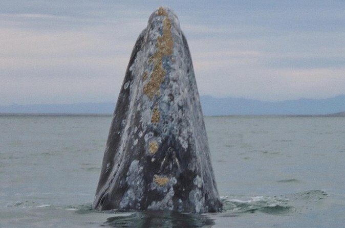 San Diego Whale Watching 3 Hour Tour Mission Bay on the Legacy - FAQ