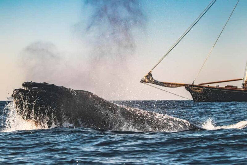 San Diego: Whale Watching Cruise on the Yacht America - San Diego: Whale Watching Cruise on the Yacht America