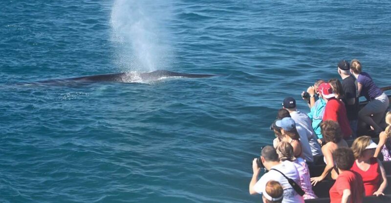 San Diego: Whale Watching Tour - San Diego: Whale Watching Tour