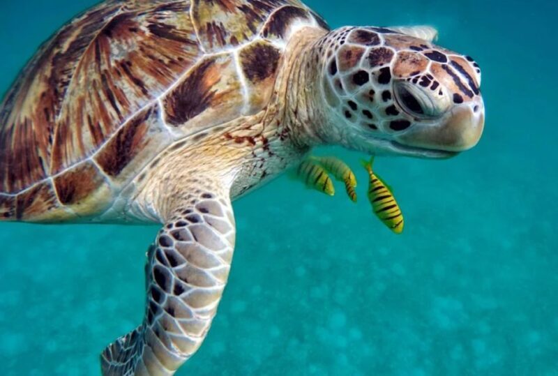 San Domino, Tremiti: guided snorkeling tour - A Deep Dive into the San Domino Guided Snorkeling Experience