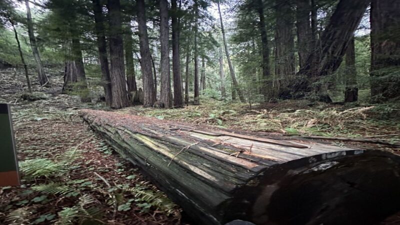 San Francisco: Alcatraz, Muir Woods and Sausalito Day Tour - Key Points