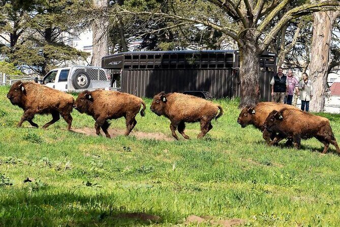 San Francisco: All Day Bike Rental in Golden Gate Park - Who Should Consider This Tour?
