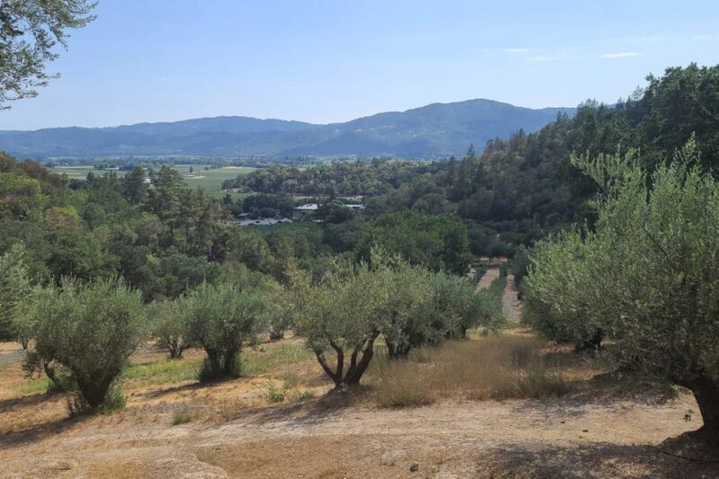 San Francisco: Half-Day Wine Tour with 2 Tastings Included - Practical Details and What to Expect