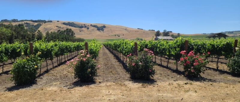 San Francisco: Half-Day Wine Tour with 2 Tastings Included - Who Will Love This Tour?