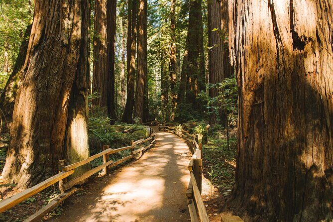 San Francisco Muir Woods Tour and Bike The Golden Gate Bridge - An In-Depth Look at the Tour Itinerary
