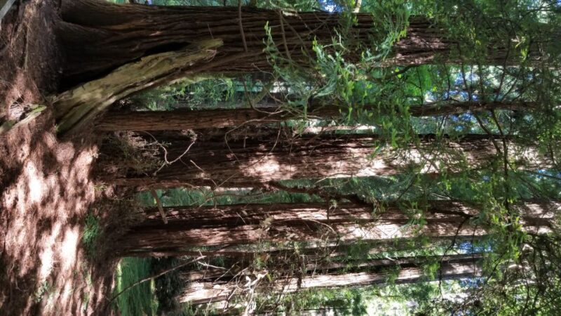 San Fransico: Muir Woods & Marin Headlands Private Tour - Key Points