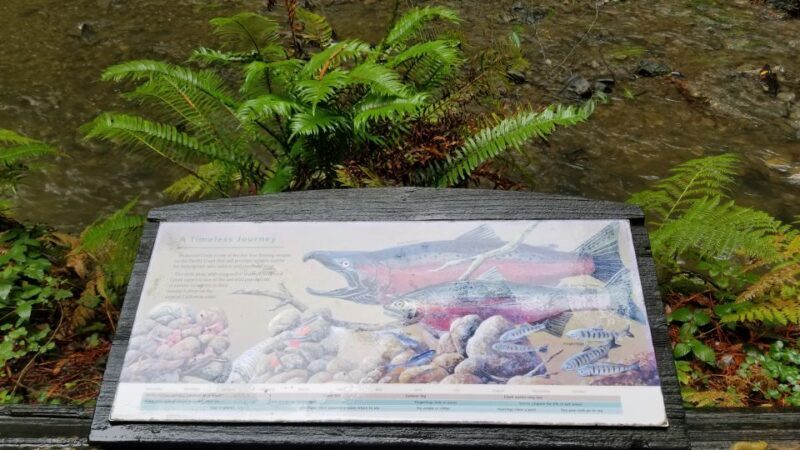 San Fransico: Muir Woods & Marin Headlands Private Tour - Sausalito: Art, Views, and a Taste of Coastal Charm