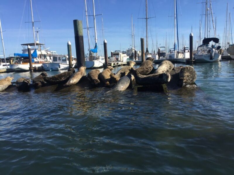 San Fransico: Muir Woods & Marin Headlands Private Tour - Discovering Point Bonita Lighthouse