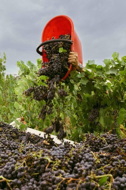 San Gregorio Tasting - FAQ