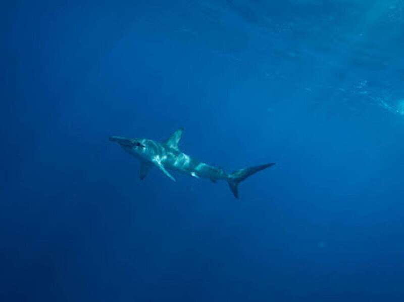 San José del Cabo: Ocean Safari - The Sum Up