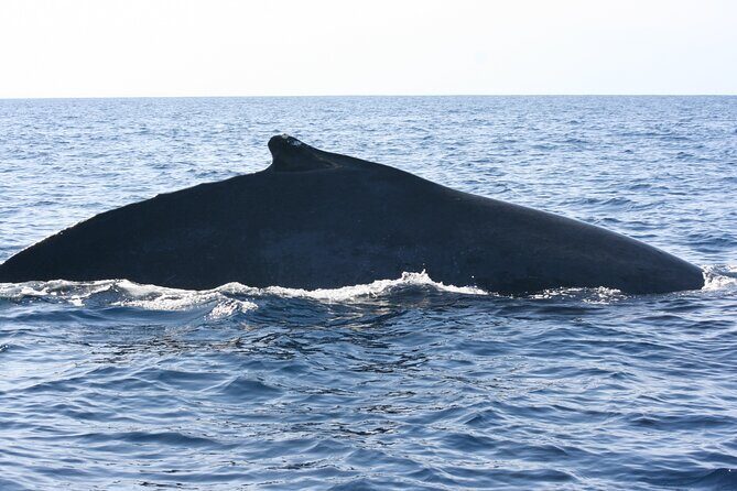 San Jose del Cabo Small-Group Sunrise Whale Watching - Final Thoughts