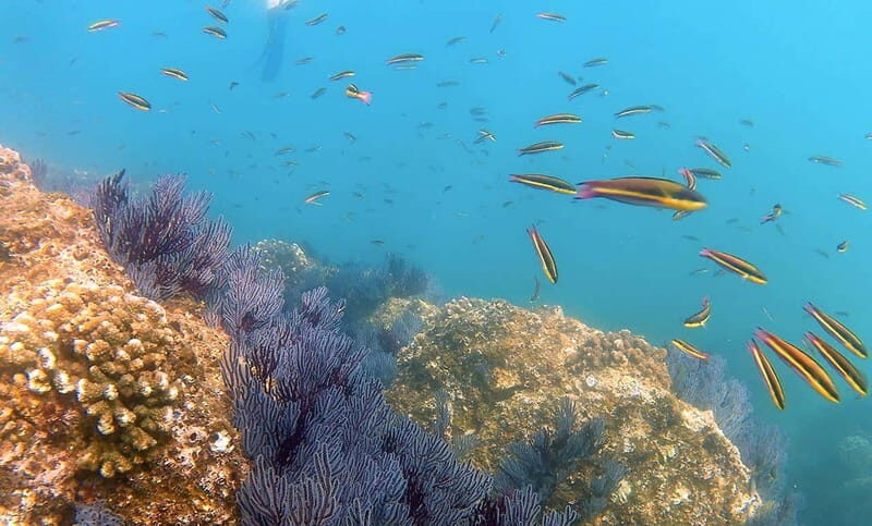 San Jose del Cabo Snorkeling Tour - Who Will Love This Tour?