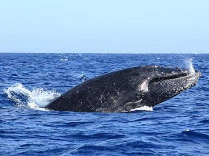 San José del Cabo: Whale Watching Experience - Key Points