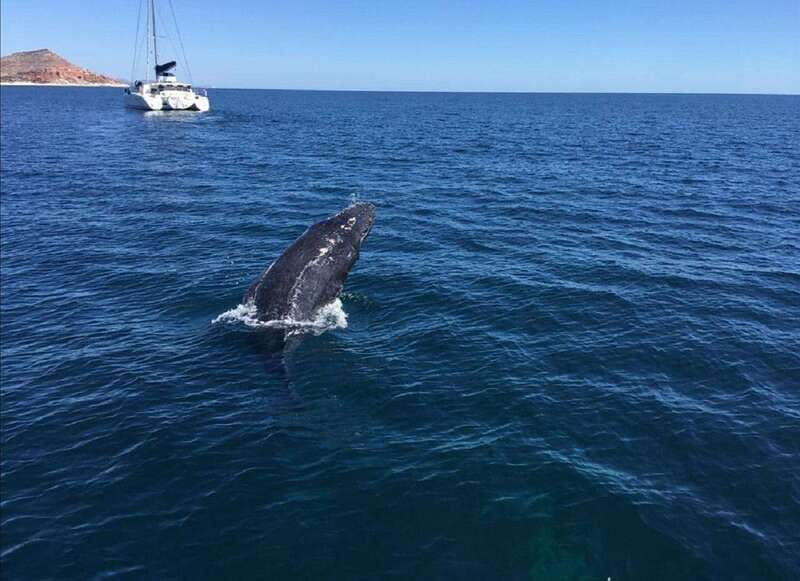 San José del Cabo: Whale Watching Experience - The Itinerary in Detail