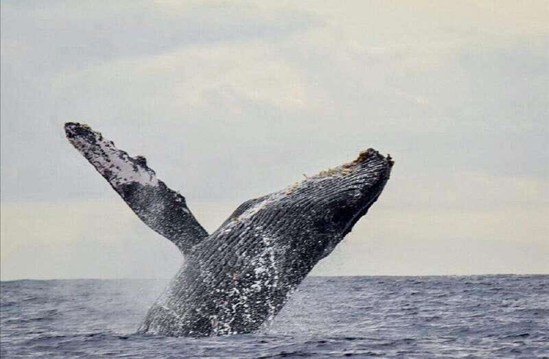 San José del Cabo: Whale Watching Experience - The Value of This Tour