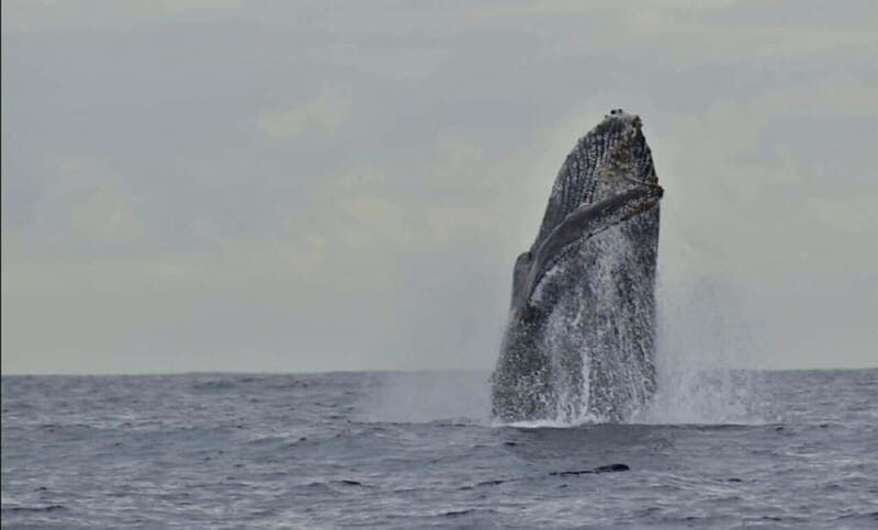 San José del Cabo: Whale Watching Experience - Practical Tips for Travelers