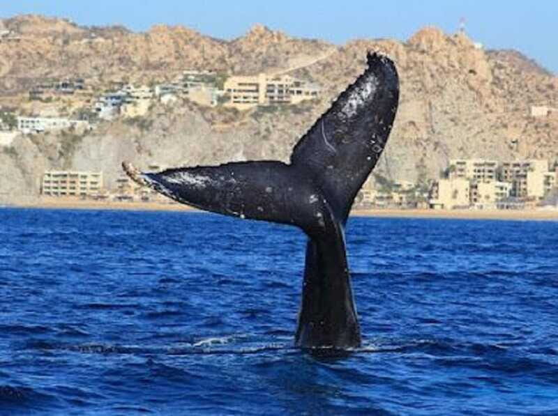 San José del Cabo: Whale Watching Experience - Summary