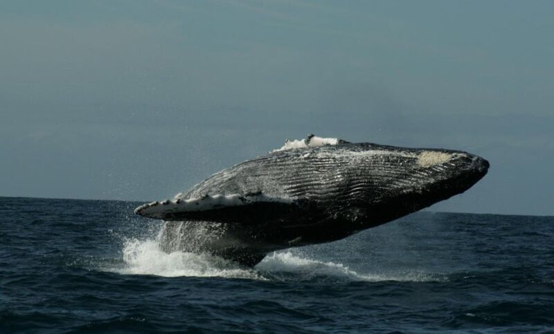 San Jose del Cabo Whale Watching Sunrise Tour - FAQs