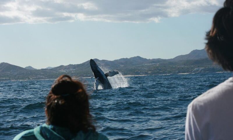 San Jose del Cabo Whale Watching - Introduction to San Jose del Cabo Whale Watching