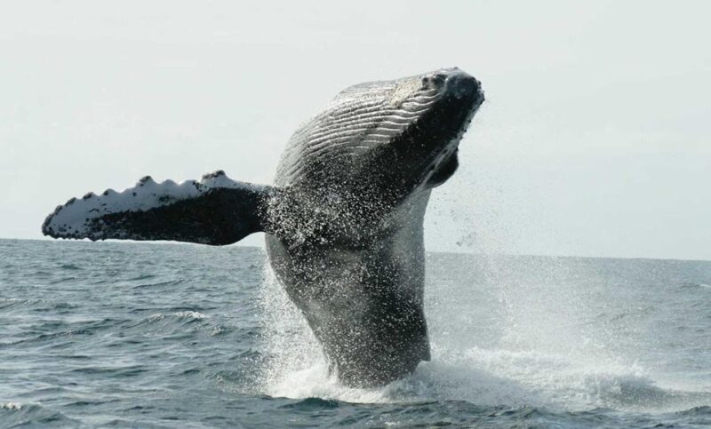 San Jose del Cabo Whale Watching - What Makes This Tour Special?