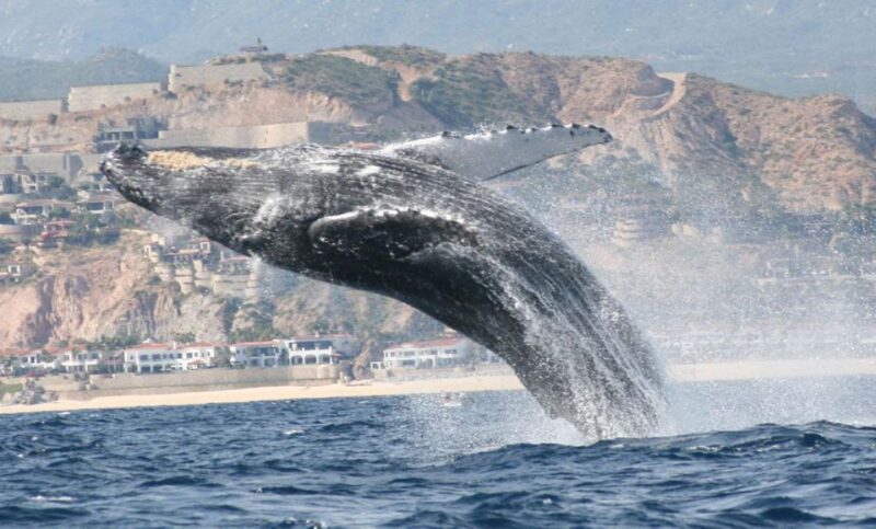 San Jose del Cabo Whale Watching - The Value of the Tour