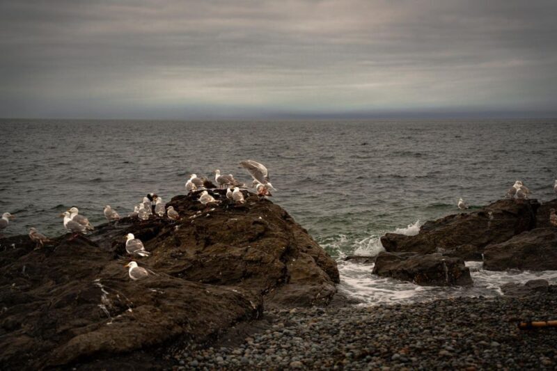 San Juan Island: 3-h Griffin Bay Tour - Who Will Love This Tour?