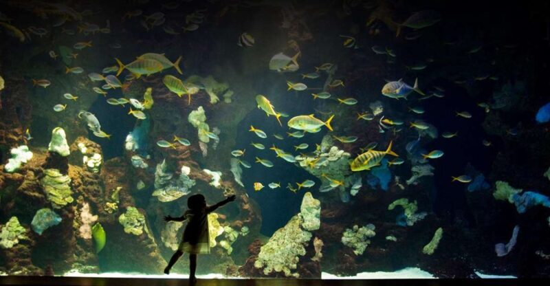 San Sebastian walking tour and aquarium - A Detailed Look at the San Sebastian Walking Tour and Aquarium