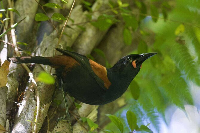 Sanctuary Mountain Ancient Forest Walk & Hamilton Gardens Tour - Final Thoughts: Who Is This Tour For?