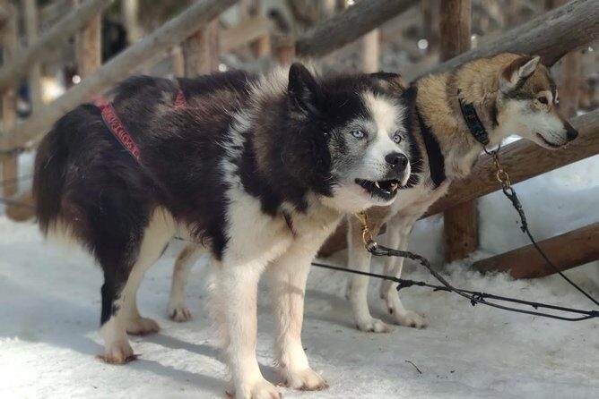 Santa Claus Village Guided Tour & Arctic Animals Adventure - Authenticity and Reviews: What Travelers Say