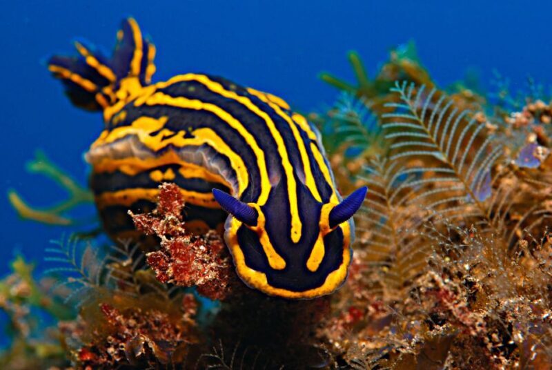 Santa Cruz de Tenerife: PADI Introductory Dive - Authentic Insights from Reviews