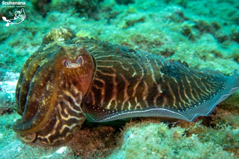 Santa Cruz de Tenerife: PADI Introductory Dive - Why This Tour Works for Travelers