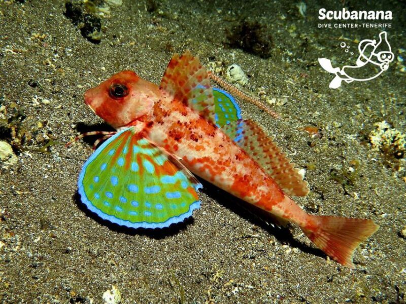 Santa Cruz de Tenerife: PADI Introductory Dive - FAQ