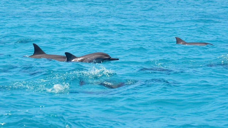 Santa Eulalia: Jet Ski Tour with Optional Dolphin Searching - Key Points