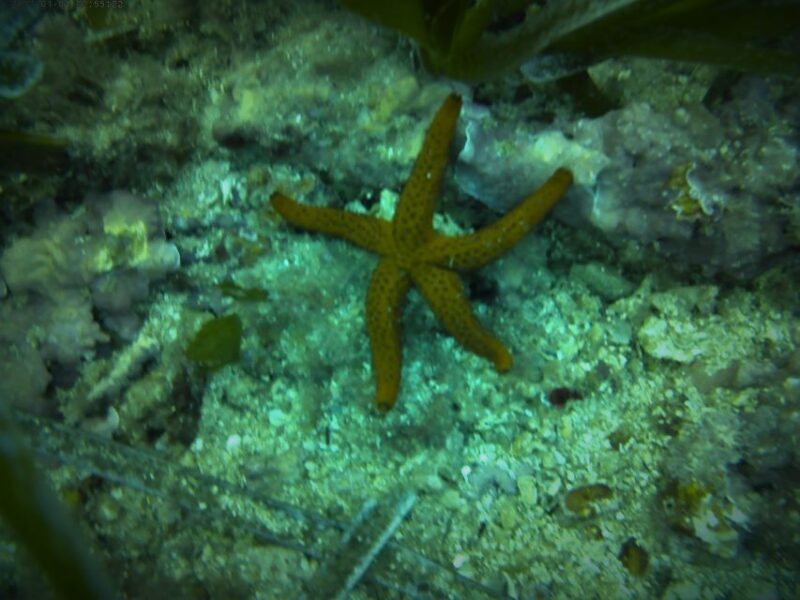 Santa Pola: 3-Hour Scuba Diving near Tabarca - Exploring the Santa Pola Scuba Experience