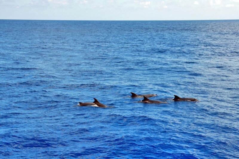 Santa Ponsa: Dolphin Watching Cruise - An In-Depth Look at the Santa Ponsa Dolphin Watching Cruise