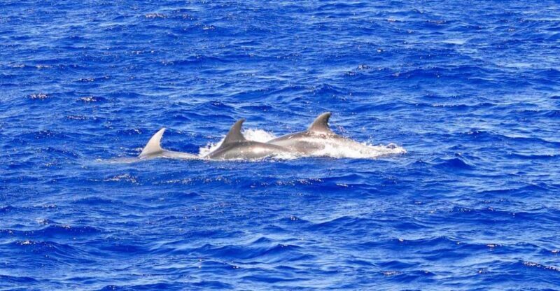 Santa Ponsa: Dolphin Watching Cruise - The Sum Up