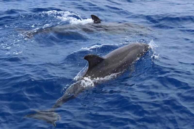 Santa Ponsa: Dolphin Watching Cruise - FAQ