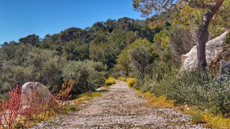 Santa Ponta/Peguera: Dragonera Island Cruise with Swim Stop - FAQ