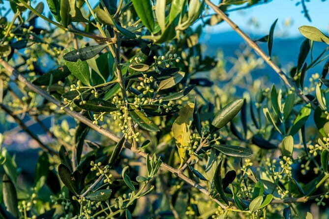 Sant'Ambrogio Market Food Tour with Tastings led by a local Chef - Final Thoughts